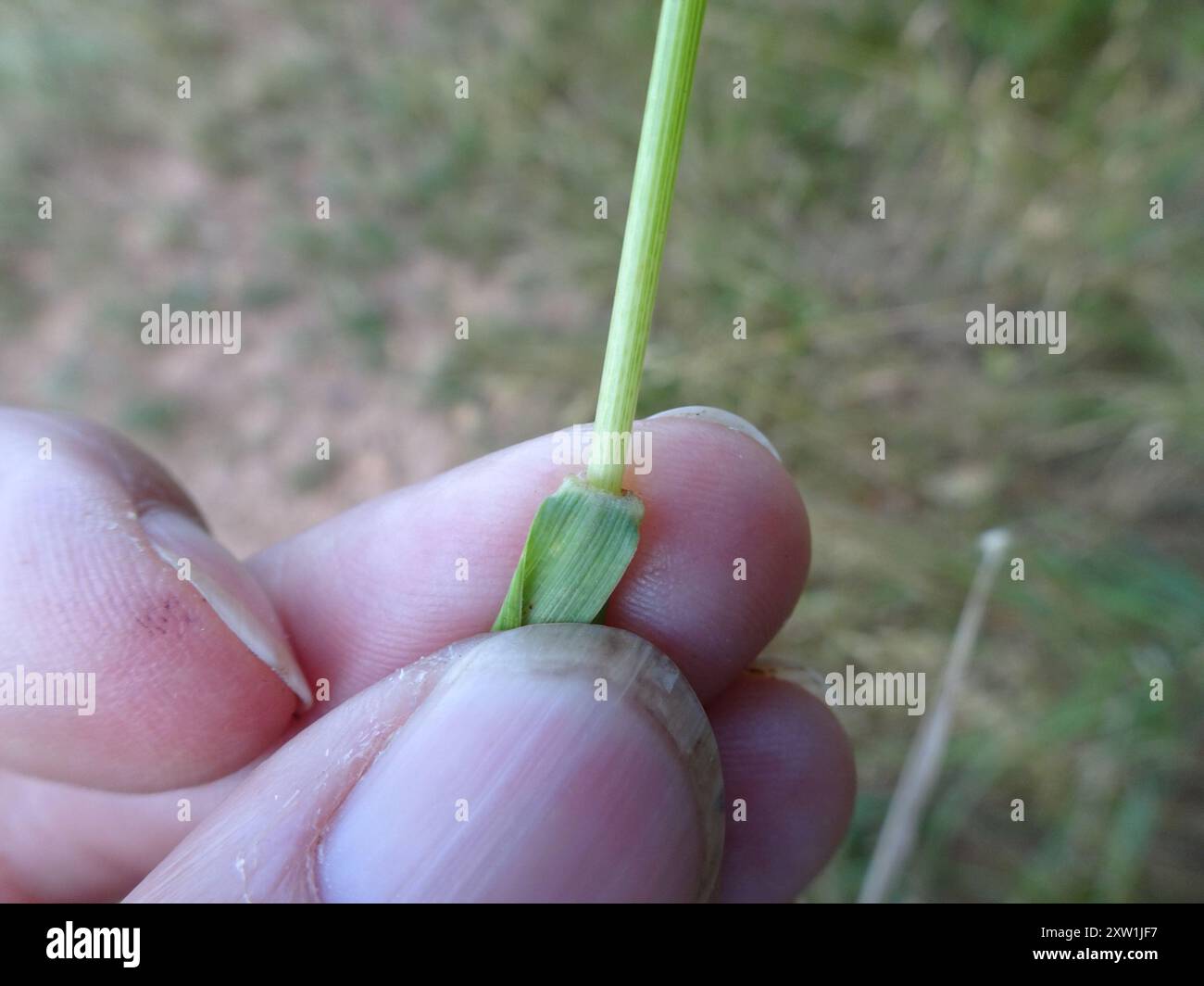 grasses (Poaceae) Plantae Stock Photo - Alamy