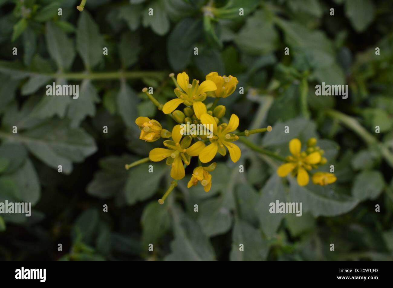 Creeping Yellowcress (Rorippa sylvestris) Plantae Stock Photo - Alamy