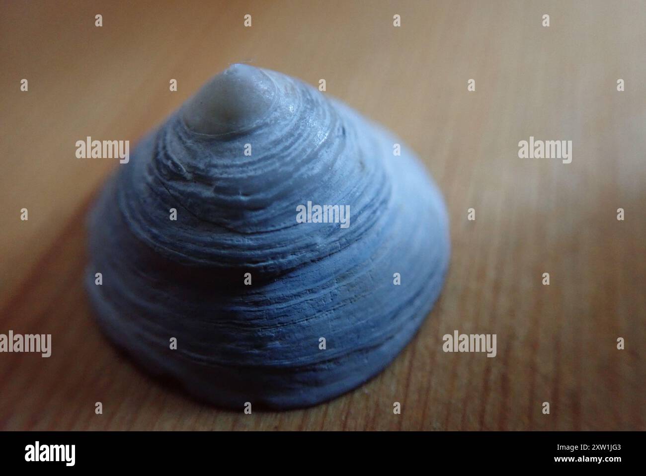 (Calyptraea fastigiata) Mollusca Stock Photo - Alamy