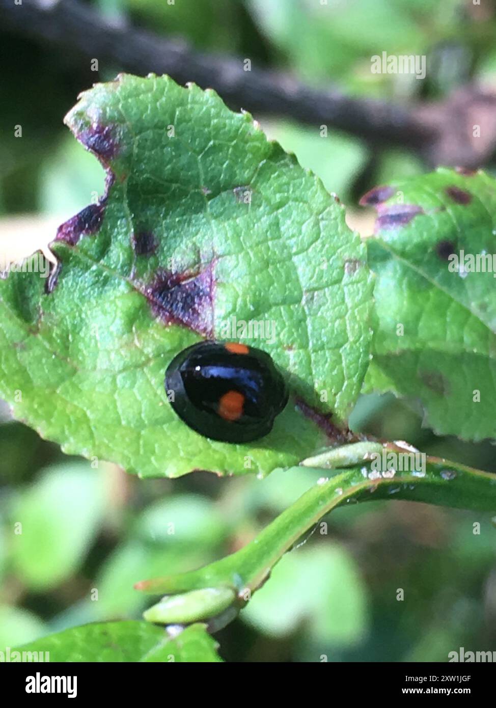 Kidney-spot Ladybird (Chilocorus renipustulatus) Insecta Stock Photo ...
