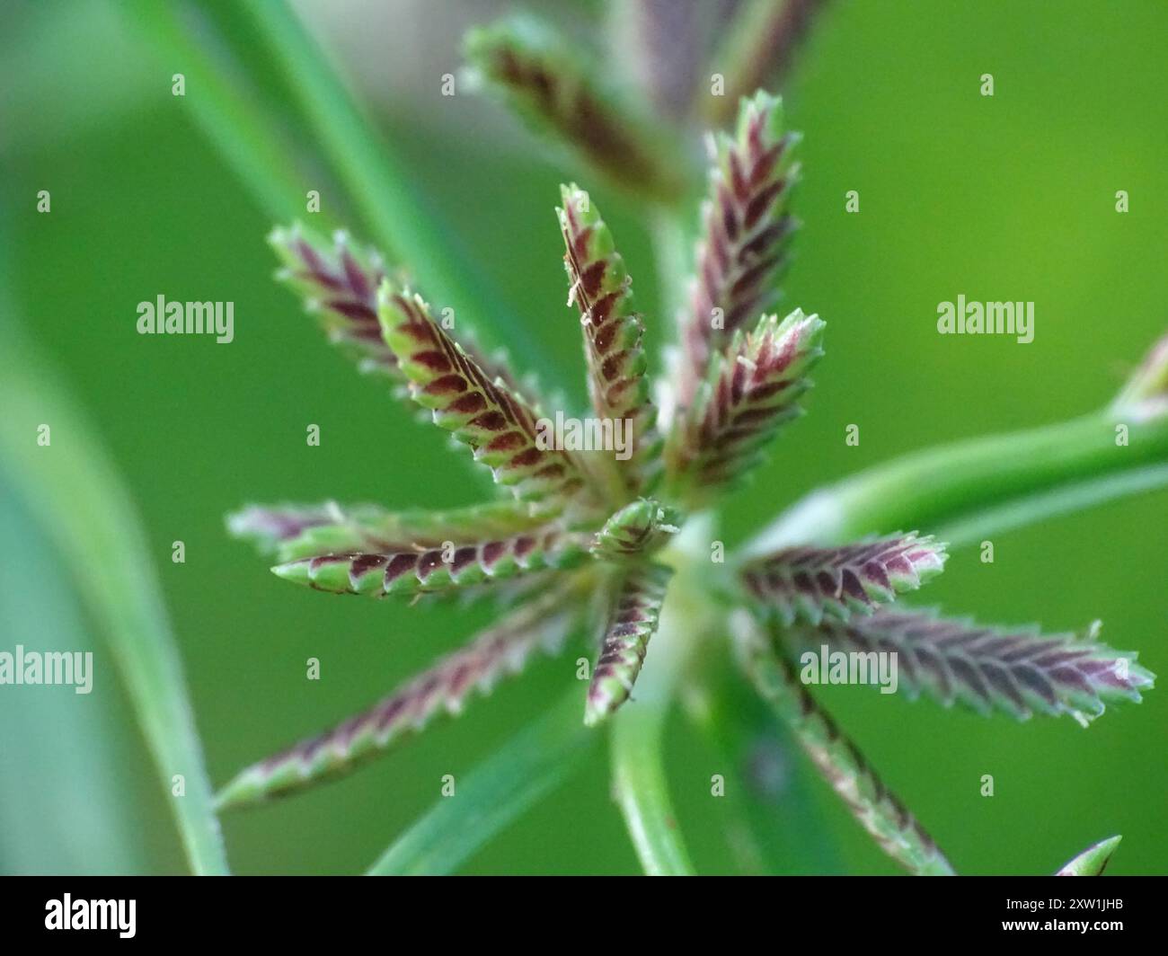 Brown Flatsedge (Cyperus fuscus) Plantae Stock Photo - Alamy