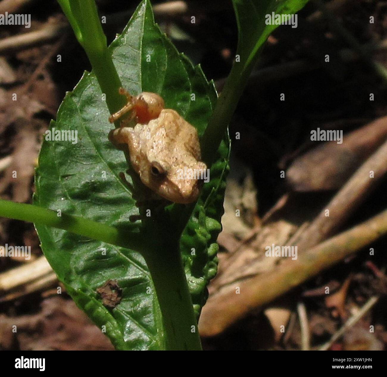 Spring Peeper (Pseudacris crucifer) Amphibia Stock Photo - Alamy