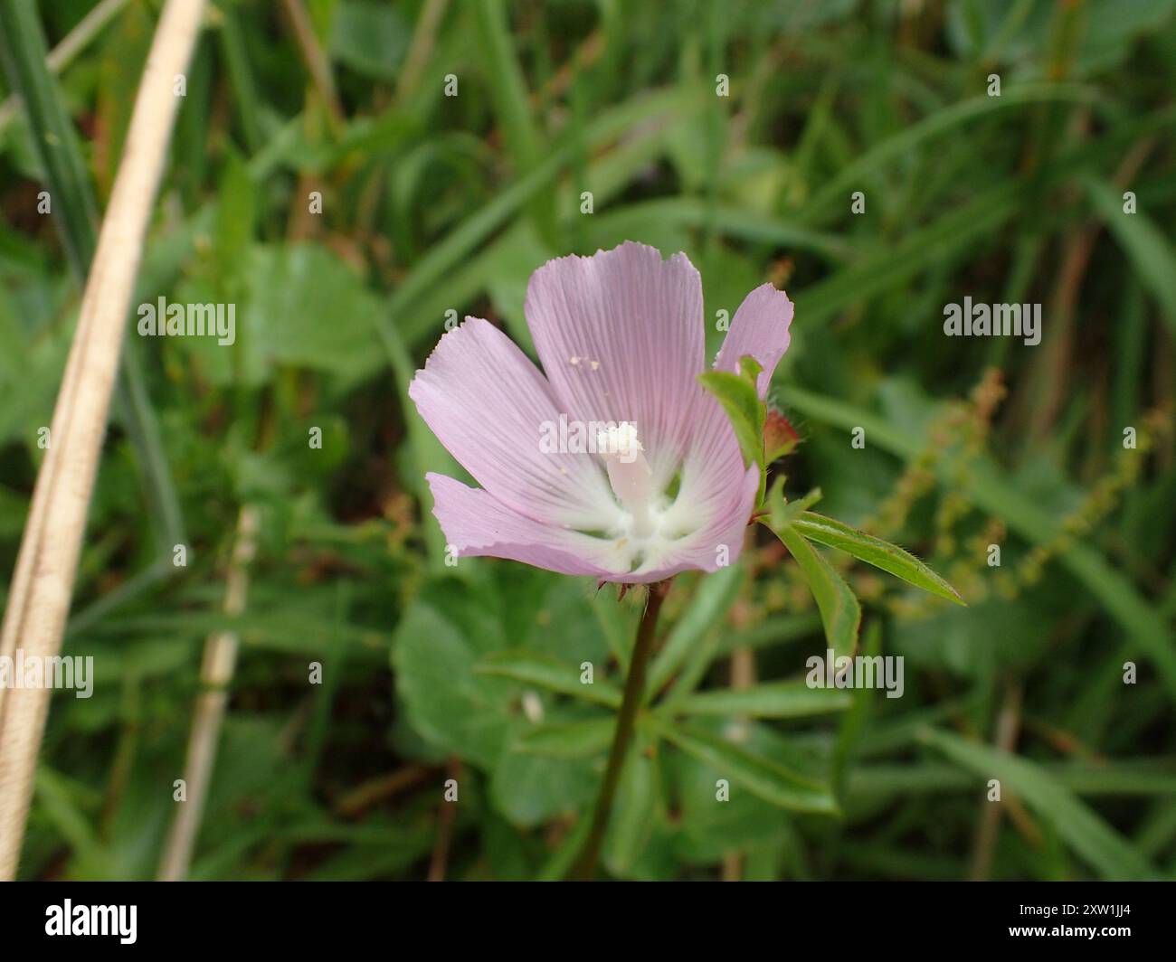 Point Reyes checkerbloom (Sidalcea calycosa rhizomata) Plantae Stock ...