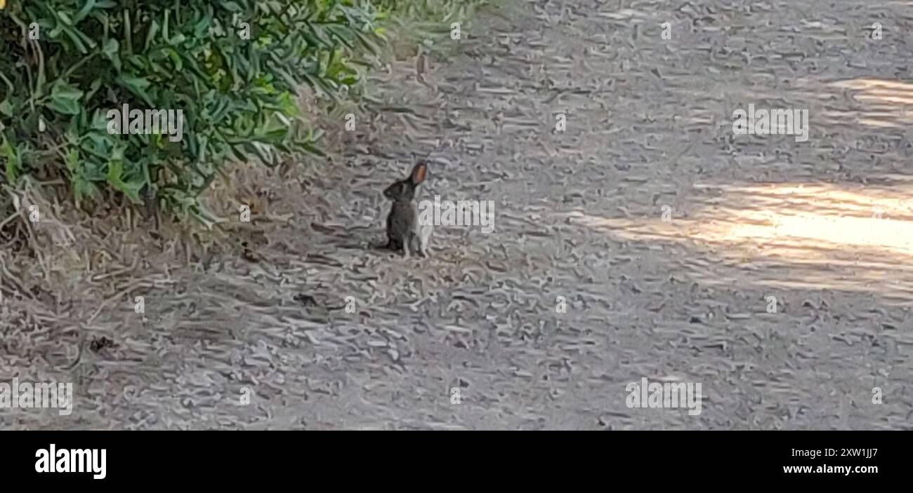 Brush Rabbit (Sylvilagus bachmani) Mammalia Stock Photo - Alamy