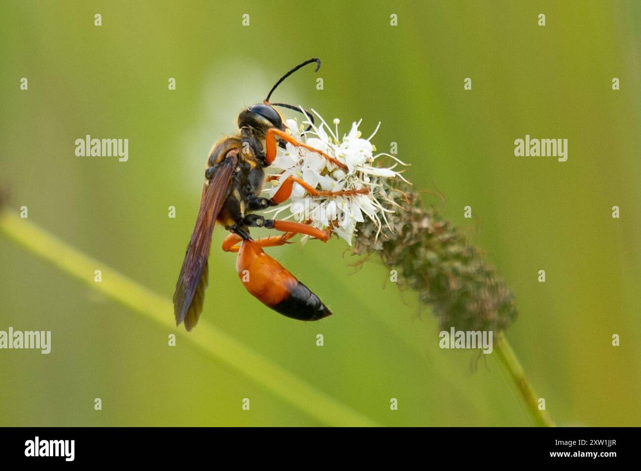 Great Golden Digger Wasp (Sphex ichneumoneus) Insecta Stock Photo - Alamy