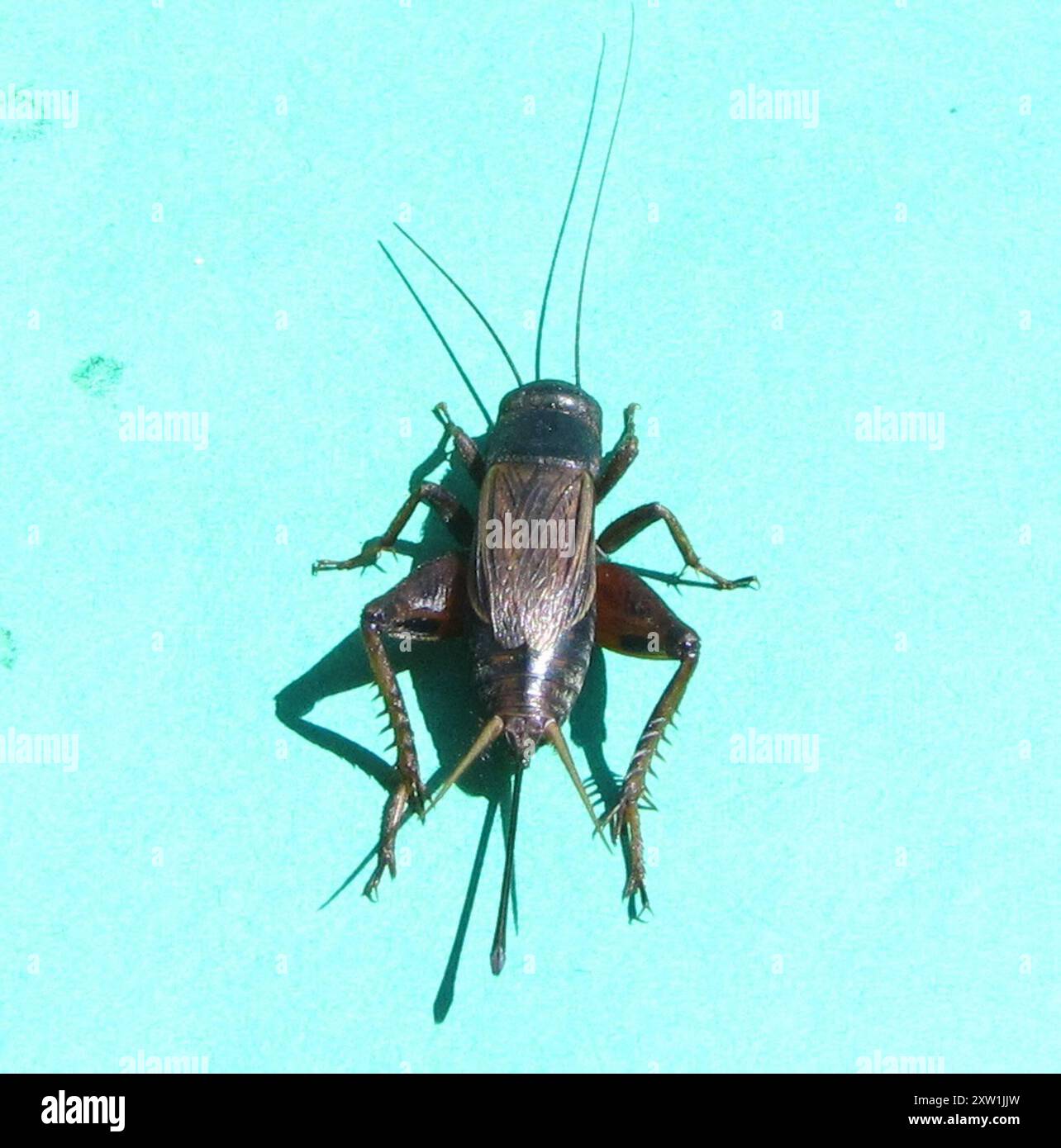 Eastern Trilling Cricket (Gryllus rubens) Insecta Stock Photo - Alamy