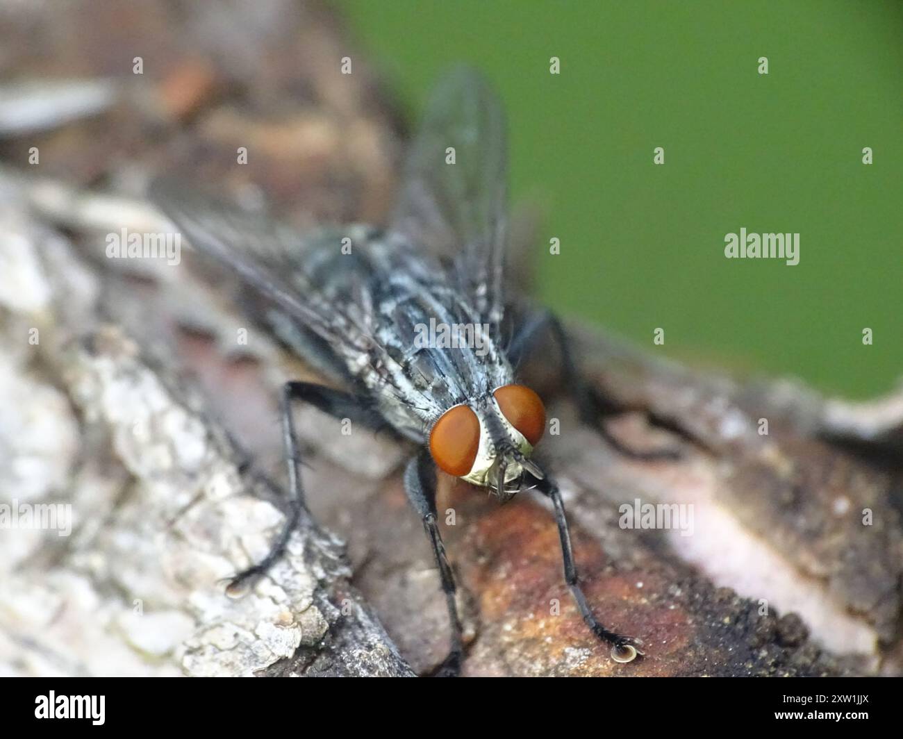 Common Flesh Flies (Sarcophaga) Insecta Stock Photo - Alamy