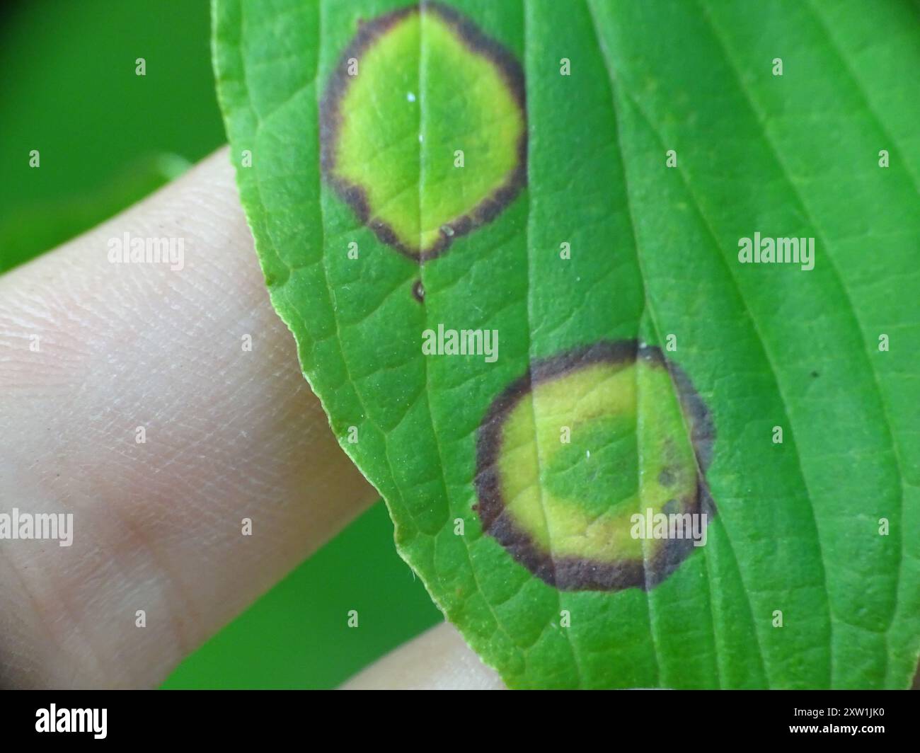 Dogwood Eyespot Gall Midge (Parallelodiplosis subtruncata) Insecta ...