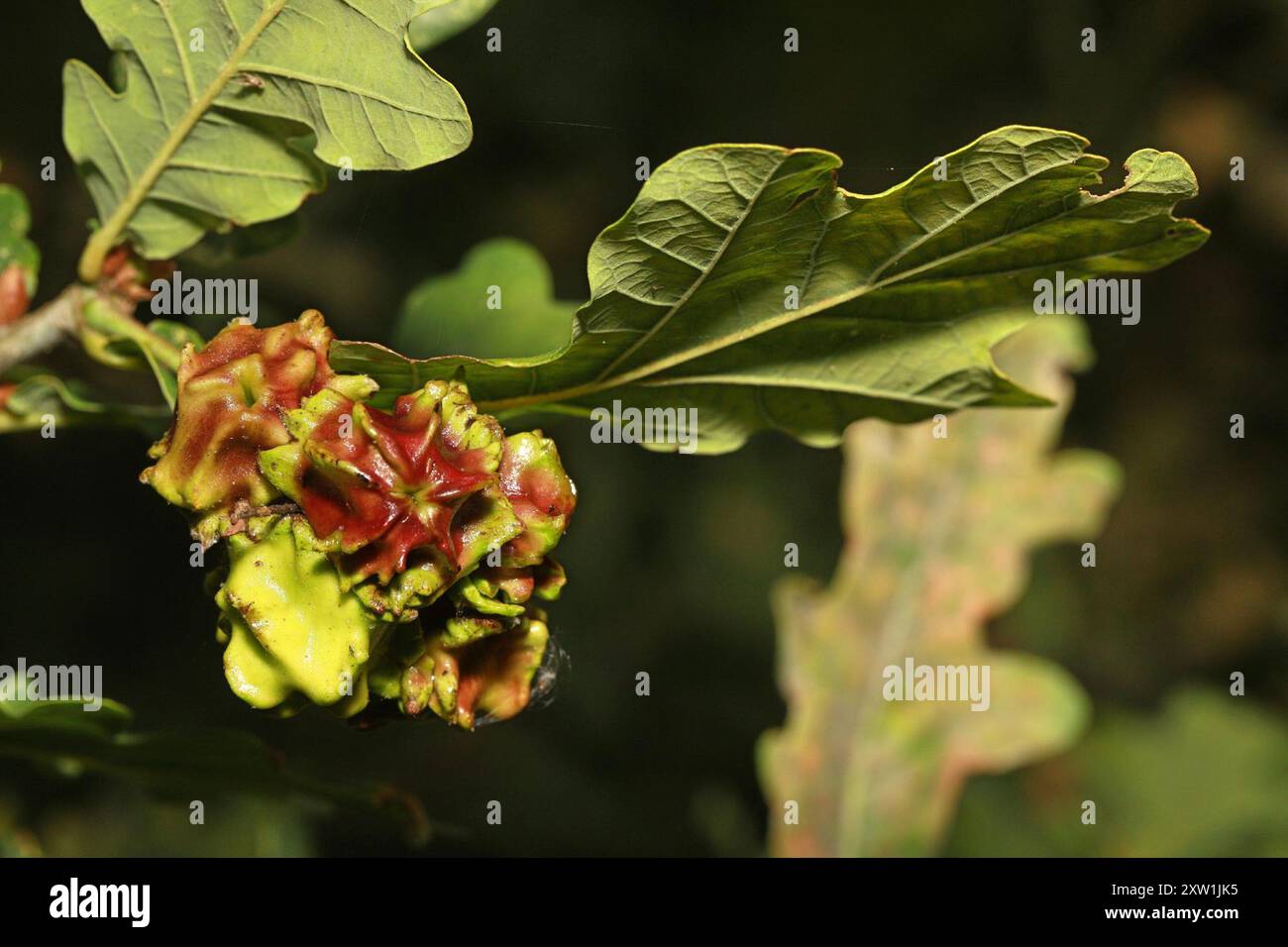 Knopper Gall Wasp (Andricus quercuscalicis) Insecta Stock Photo - Alamy