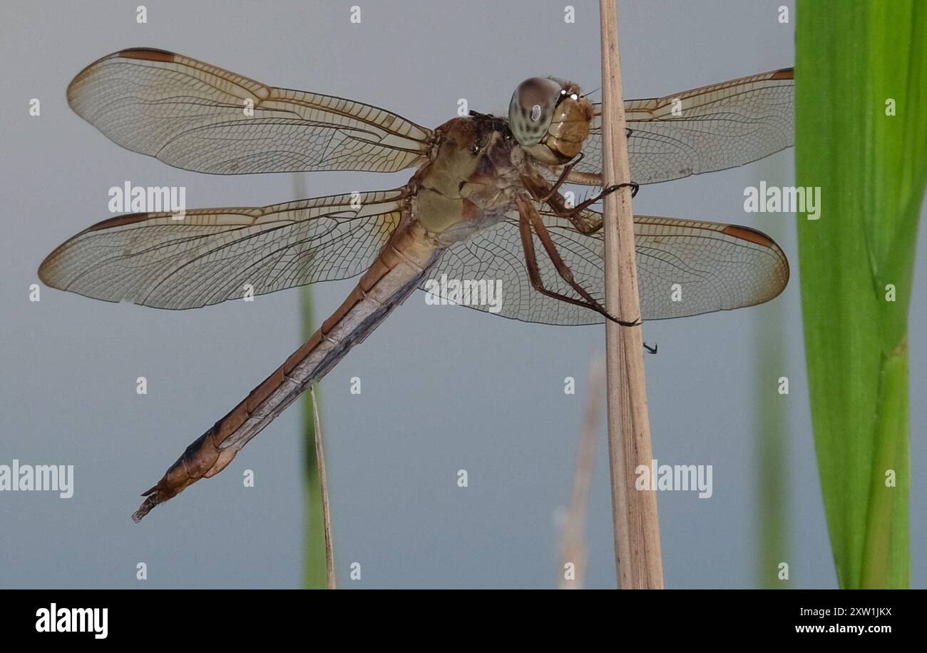 Needham's Skimmer (Libellula needhami) Insecta Stock Photo - Alamy