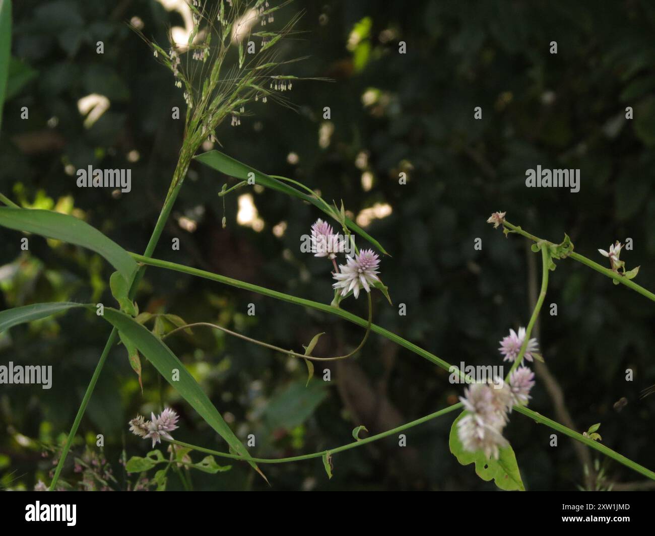 Quail Grass (Celosia argentea) Plantae Stock Photo - Alamy