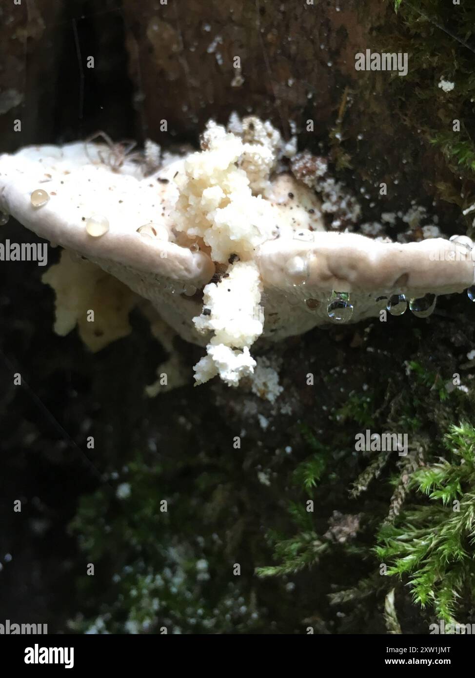 Northern Tooth (Climacodon septentrionalis) Fungi Stock Photo - Alamy