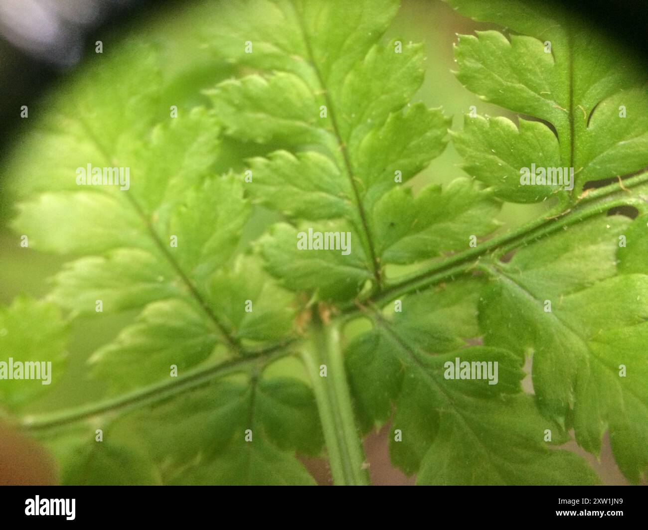 intermediate wood fern (Dryopteris intermedia) Plantae Stock Photo - Alamy