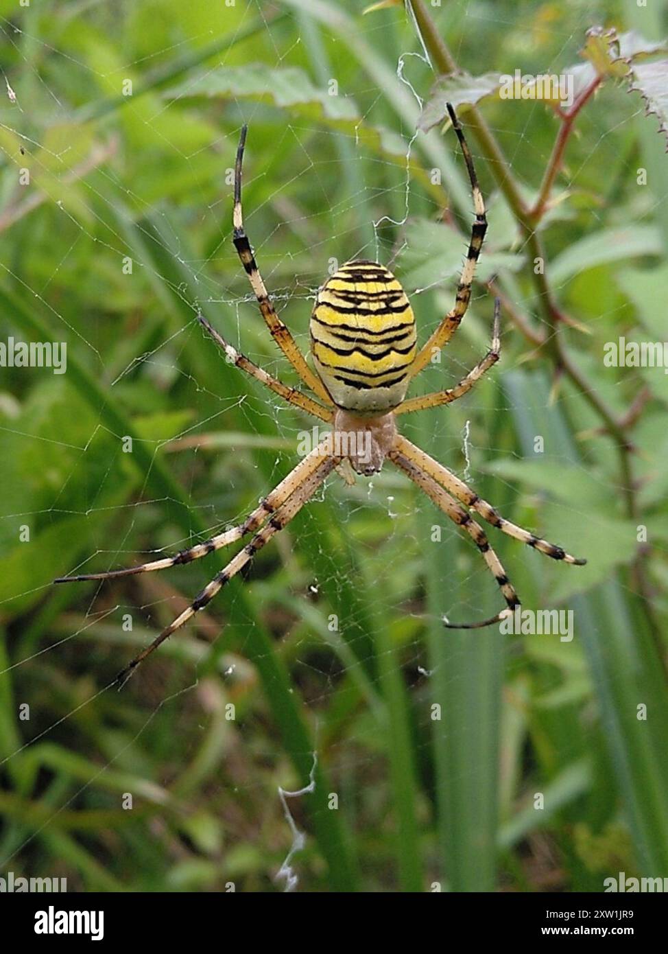 Wasp Spider (Argiope bruennichi) Arachnida Stock Photo - Alamy
