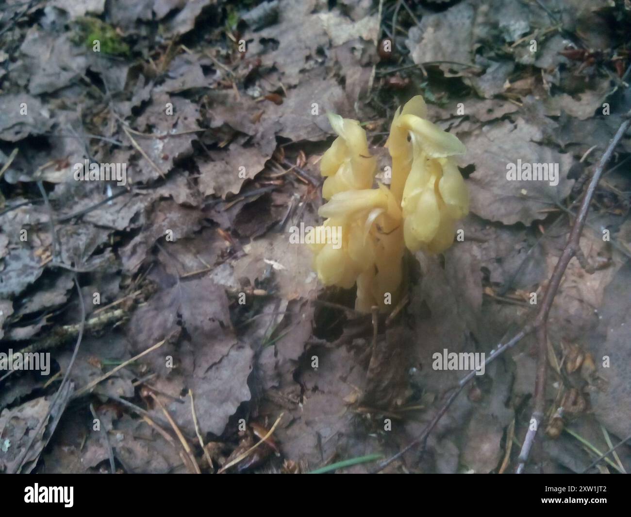 pinesap (Monotropa hypopitys) Plantae Stock Photo - Alamy