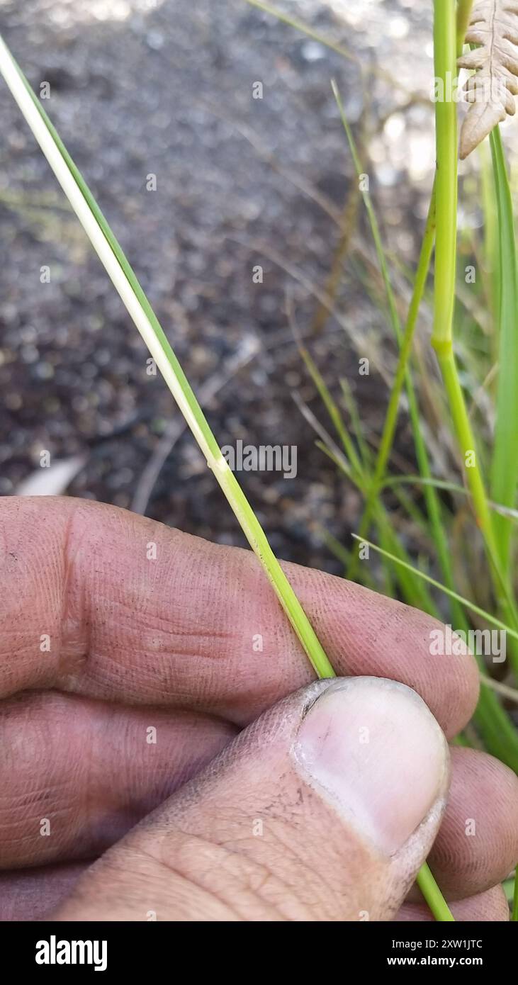 Parramatta Grass (Sporobolus africanus) Plantae Stock Photo - Alamy