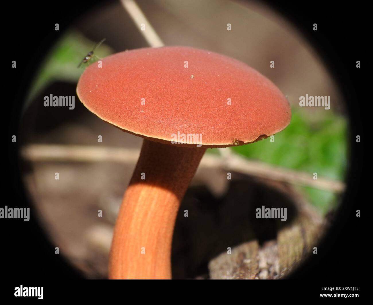 Ruby Bolete (Hortiboletus rubellus) Fungi Stock Photo - Alamy