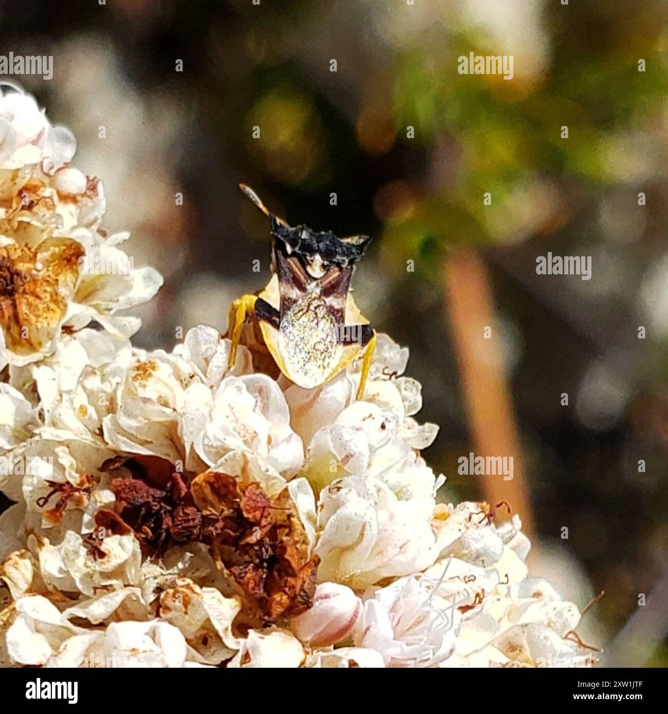 Jagged Ambush Bugs (Phymata) Insecta Stock Photo - Alamy