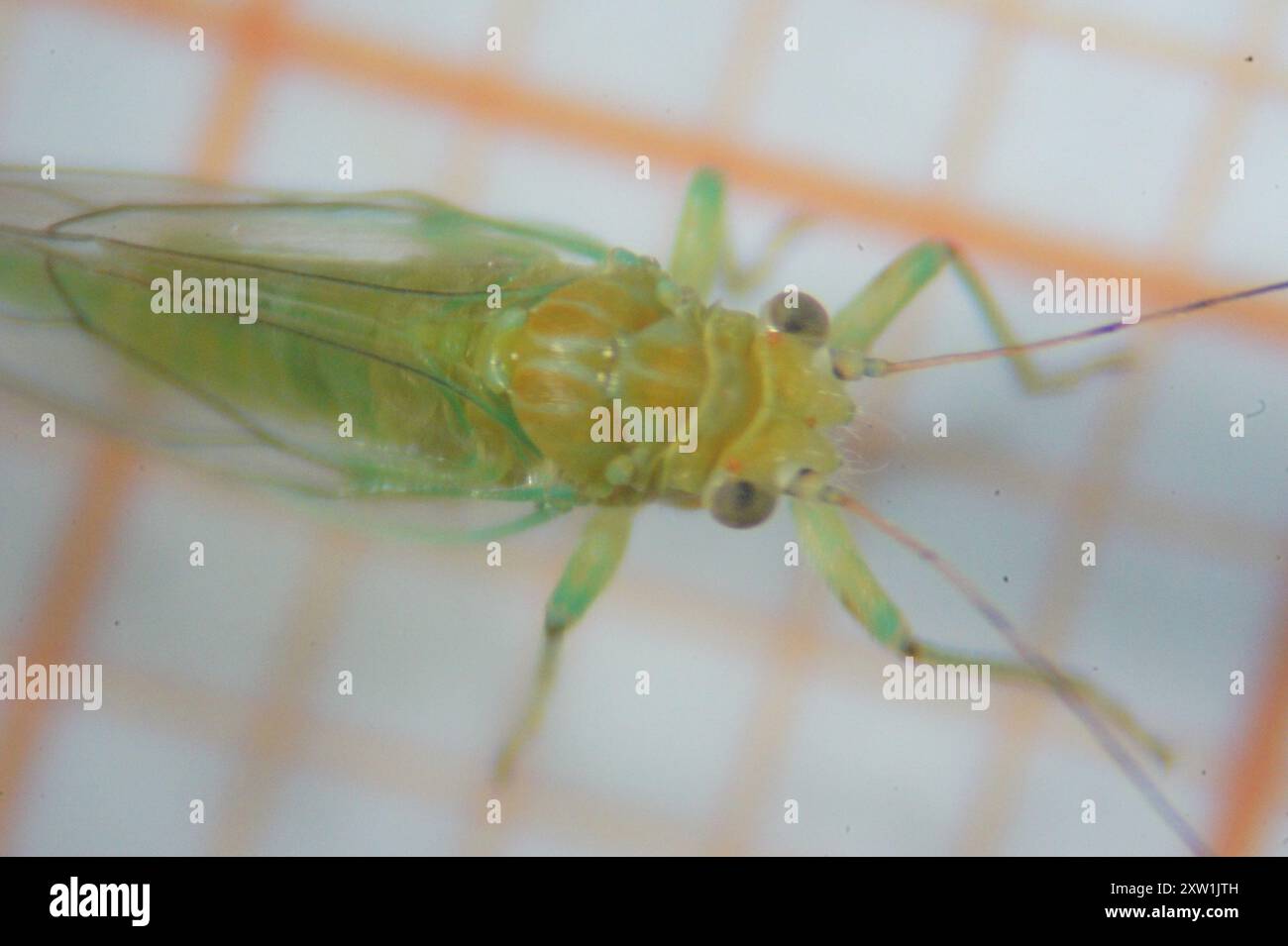 jumping plant lice (Psyllidae) Insecta Stock Photo - Alamy