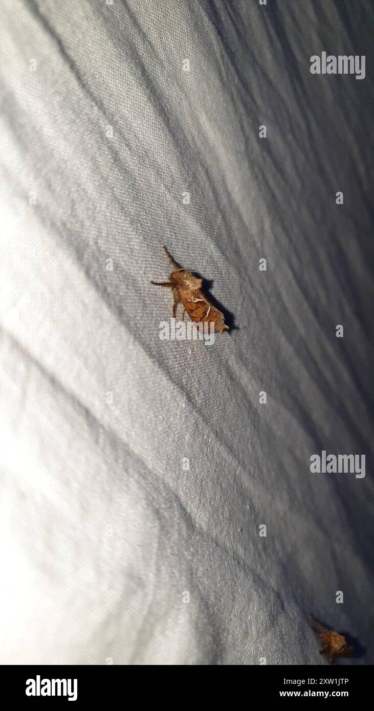 Orange Swift (Triodia sylvina) Insecta Stock Photo - Alamy