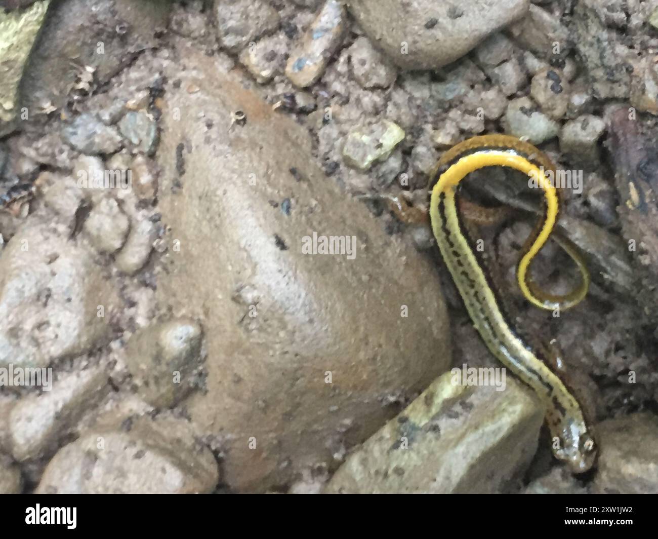 Northern Two-lined Salamander (Eurycea bislineata) Amphibia Stock Photo ...