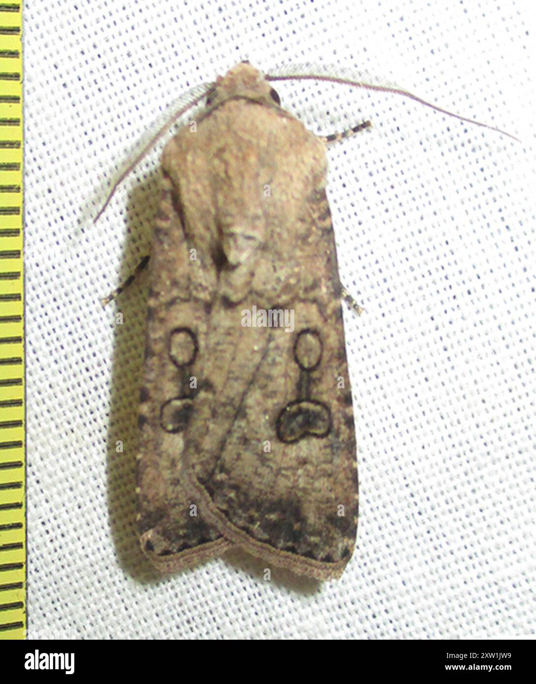 Turnip Moth (Agrotis segetum) Insecta Stock Photo - Alamy