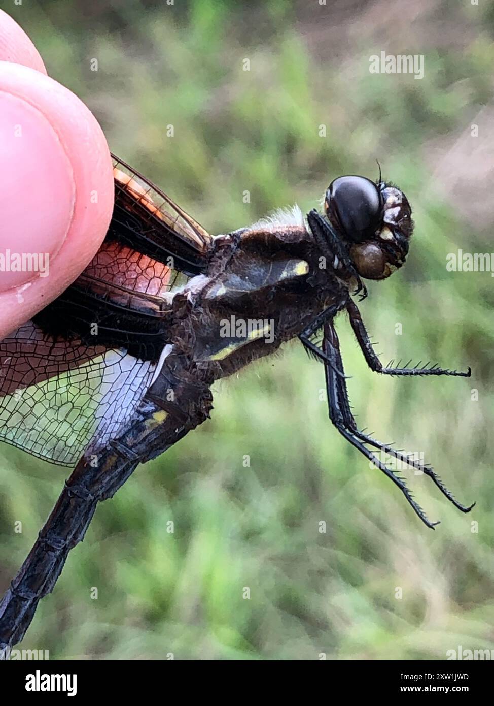 Twelve-spotted Skimmer (Libellula pulchella) Insecta Stock Photo - Alamy