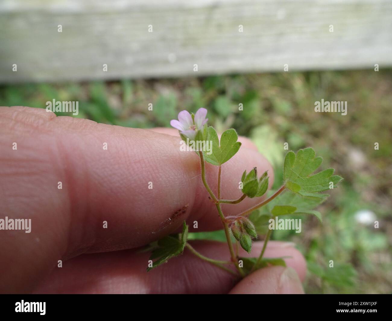 Round-leaved Crane's-bill (Geranium rotundifolium) Plantae Stock Photo ...