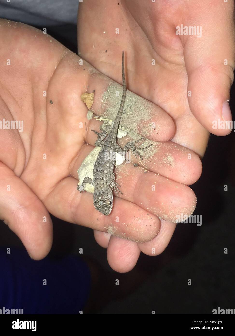 Texas Spiny Lizard (Sceloporus olivaceus) Reptilia Stock Photo - Alamy