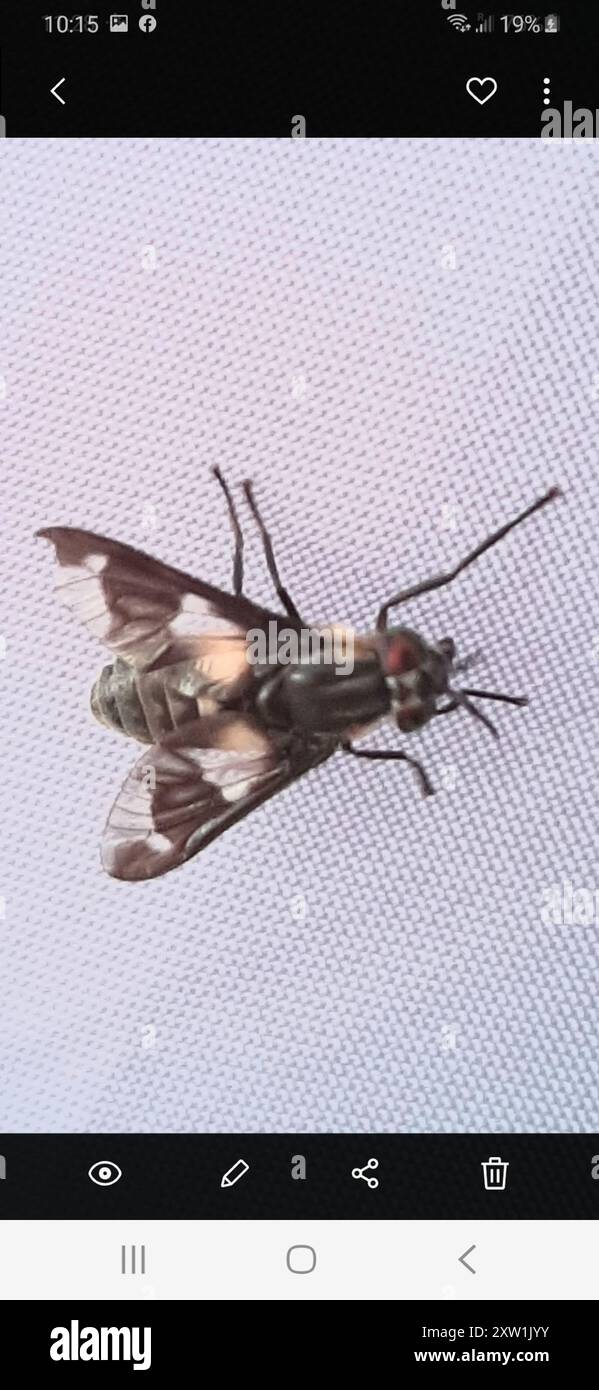 Splayed Deer Fly (Chrysops caecutiens) Insecta Stock Photo - Alamy
