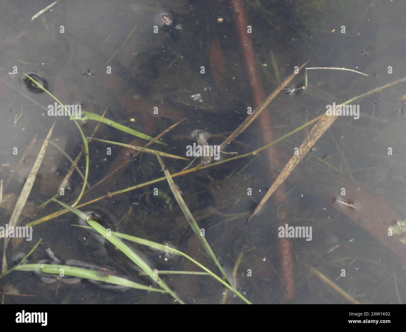 Milky Backswimmers (Notonecta) Insecta Stock Photo - Alamy
