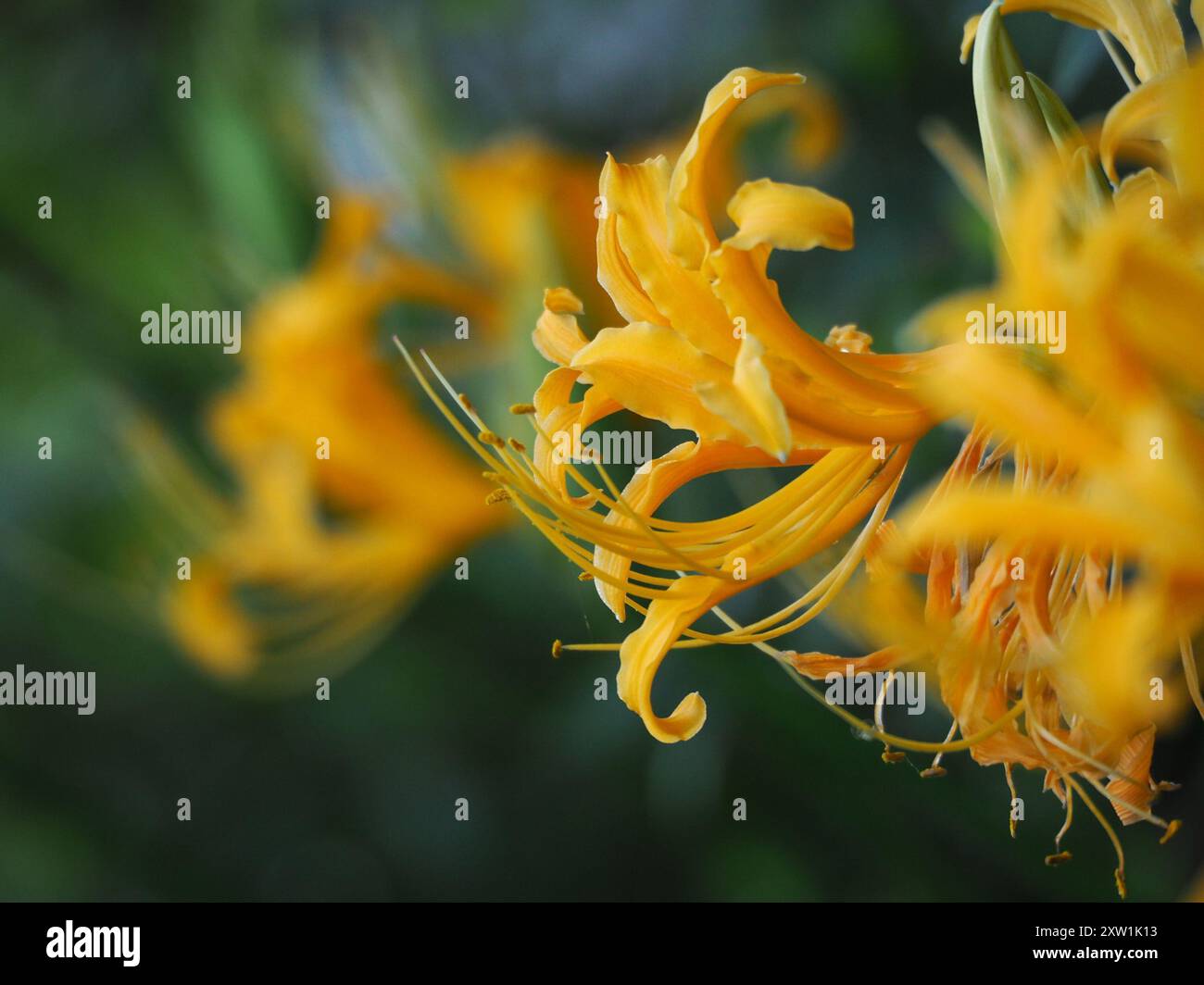 Golden lycoris hi-res stock photography and images - Alamy