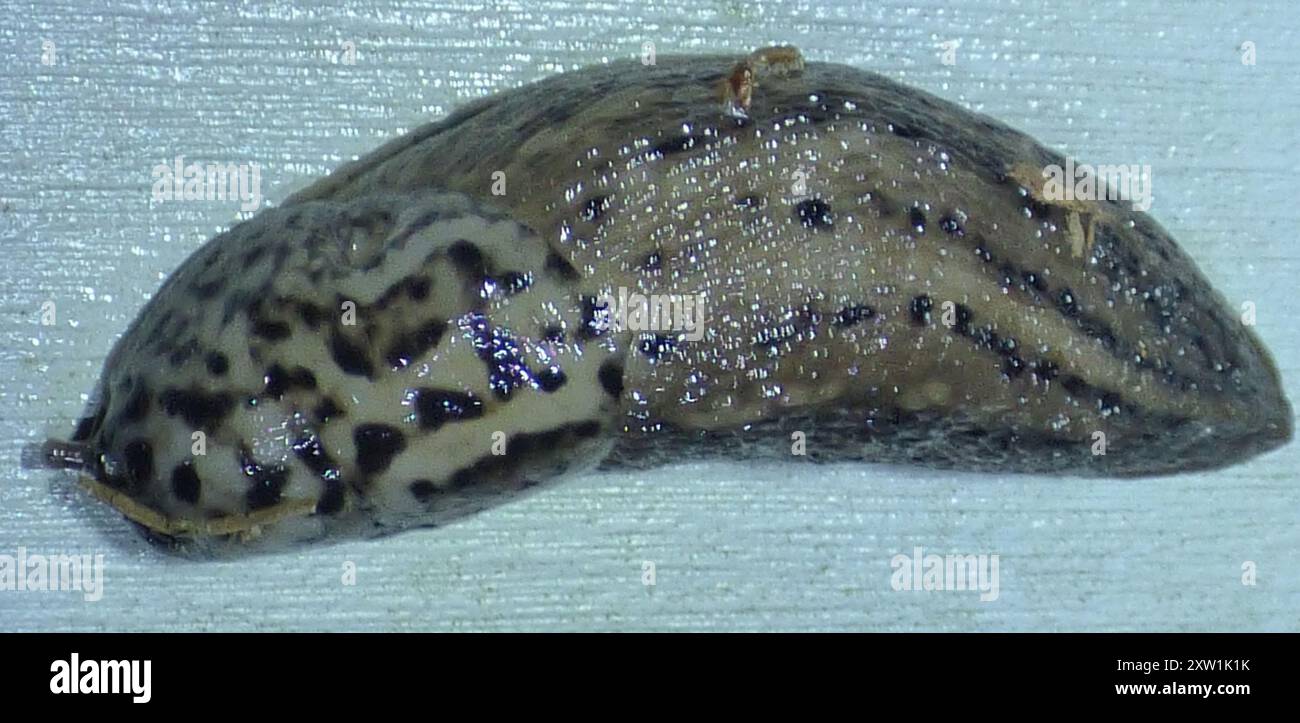 Leopard Slug (Limax maximus) Mollusca Stock Photo - Alamy