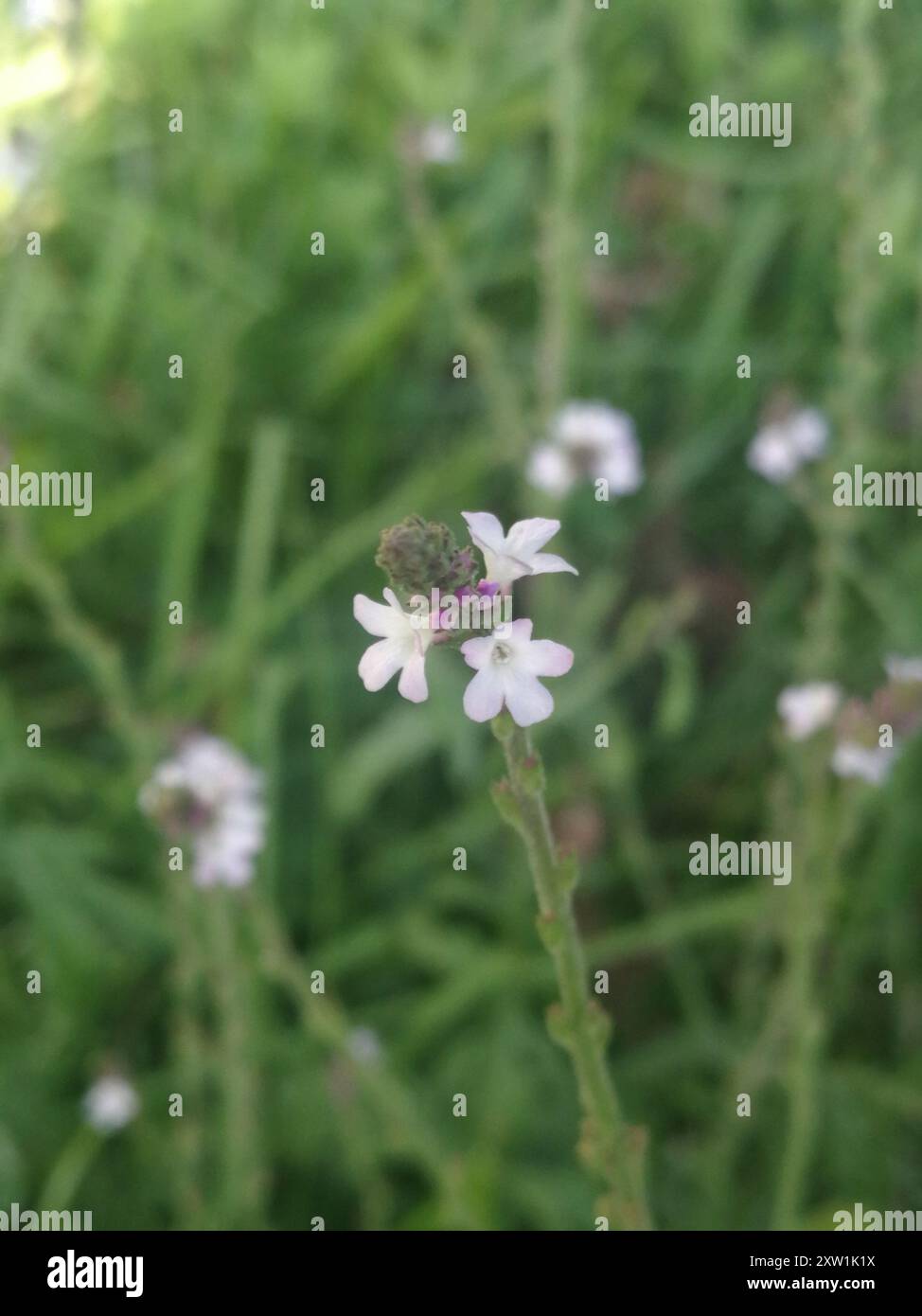Common vervain (Verbena officinalis) Plantae Stock Photo - Alamy