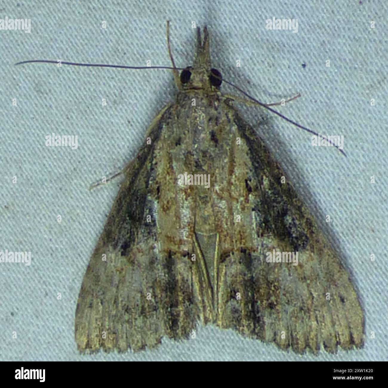 Green Cloverworm Moth (Hypena scabra) Insecta Stock Photo - Alamy