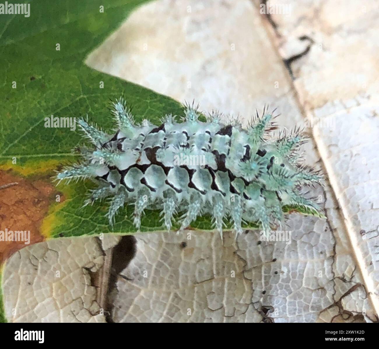 Spiny Oak-slug Moth (Euclea delphinii) Insecta Stock Photo - Alamy