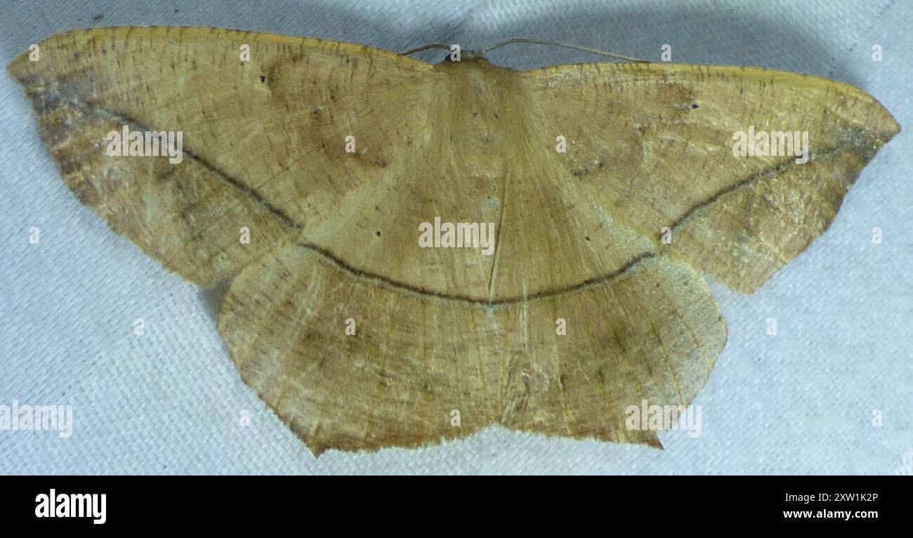 Large Maple Spanworm Moth (Prochoerodes lineola) Insecta Stock Photo ...