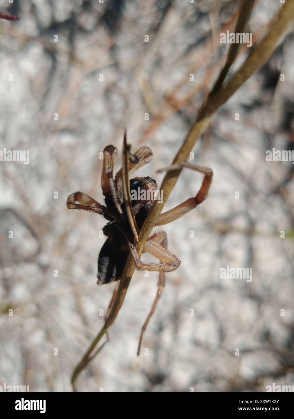Field Wolf Spider (Hogna lenta) Arachnida Stock Photo - Alamy