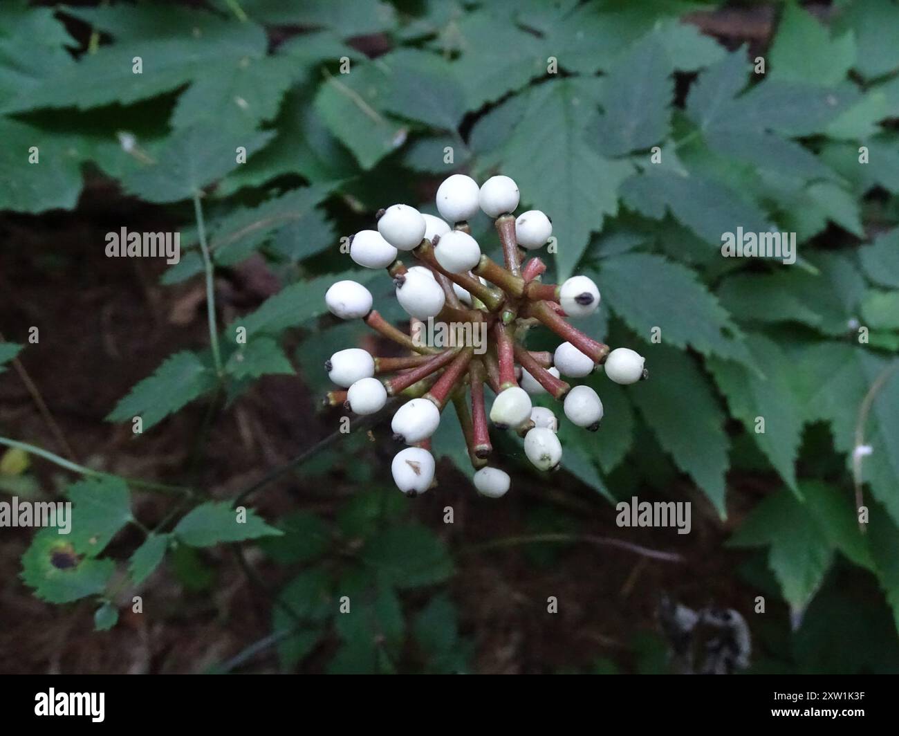 white baneberry (Actaea pachypoda) Plantae Stock Photo - Alamy