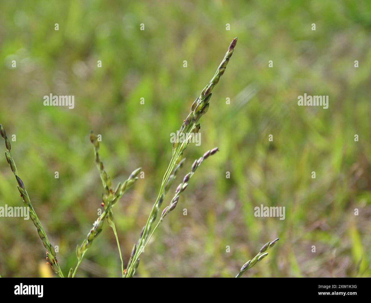 Smooth Witchgrass (Panicum dichotomiflorum) Plantae Stock Photo - Alamy