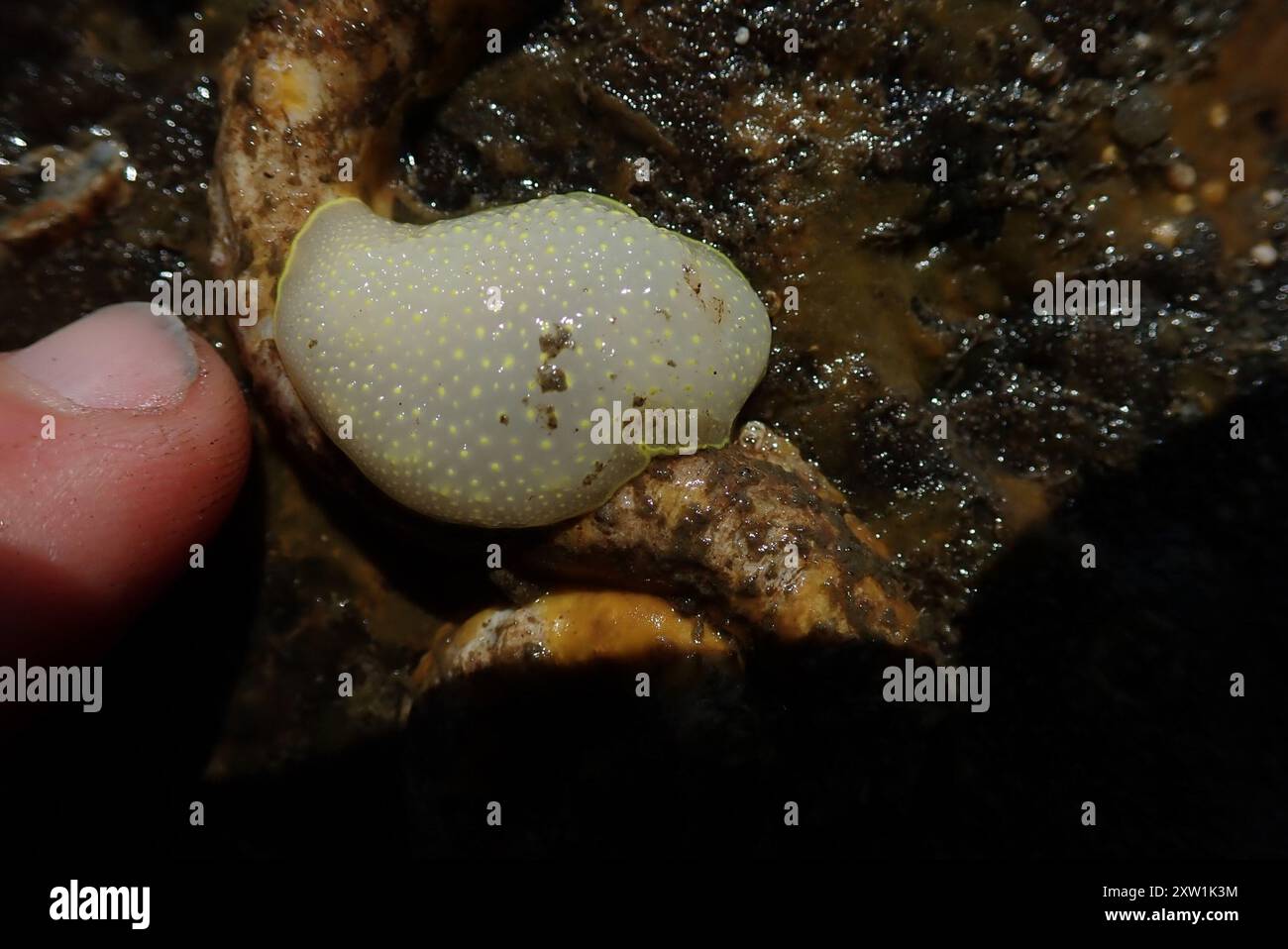 Yellow-edged Cadlina (Cadlina luteomarginata) Mollusca Stock Photo - Alamy