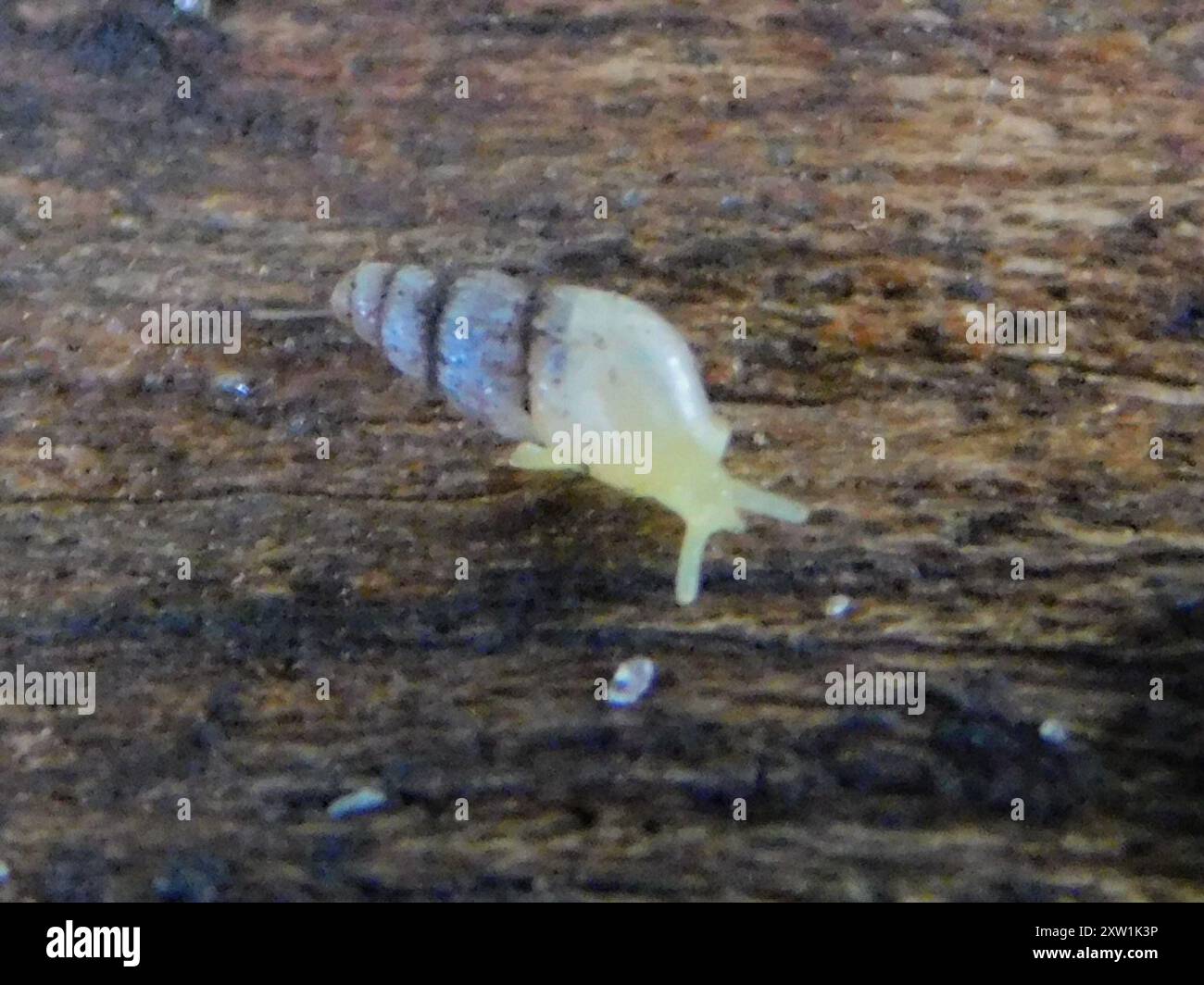 Awl Snails and Allies (Subulininae) Mollusca Stock Photo - Alamy