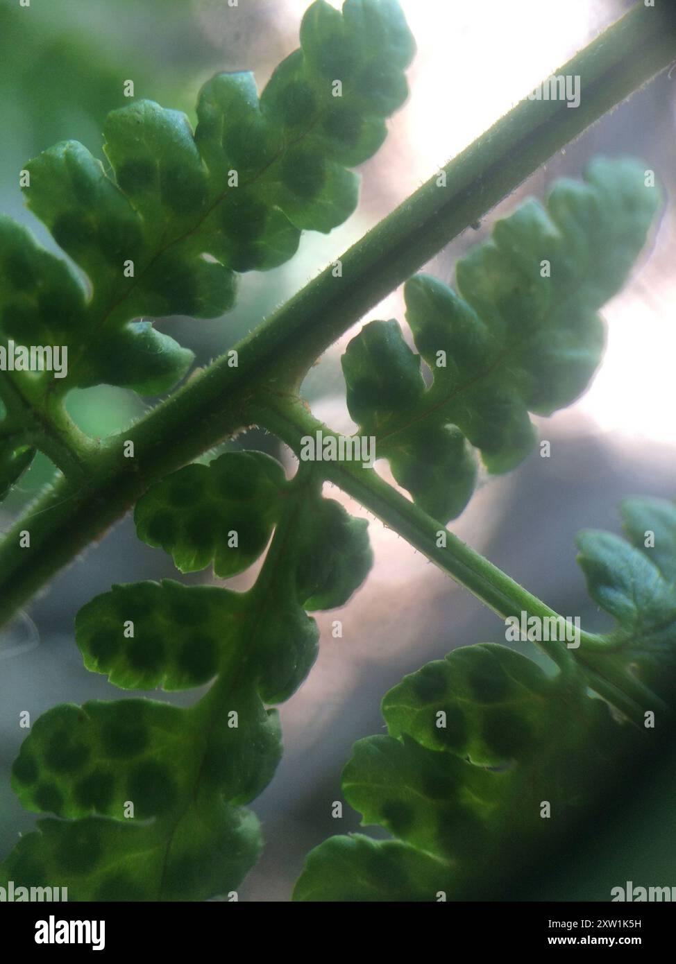 intermediate wood fern (Dryopteris intermedia) Plantae Stock Photo - Alamy