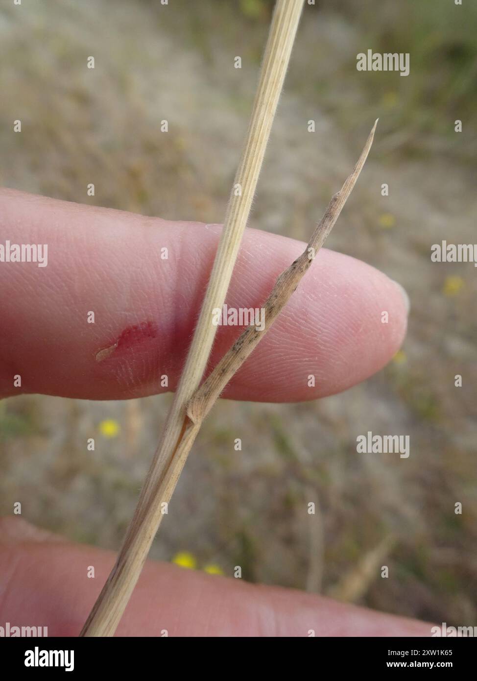 Yorkshire fog (Holcus lanatus) Plantae Stock Photo - Alamy