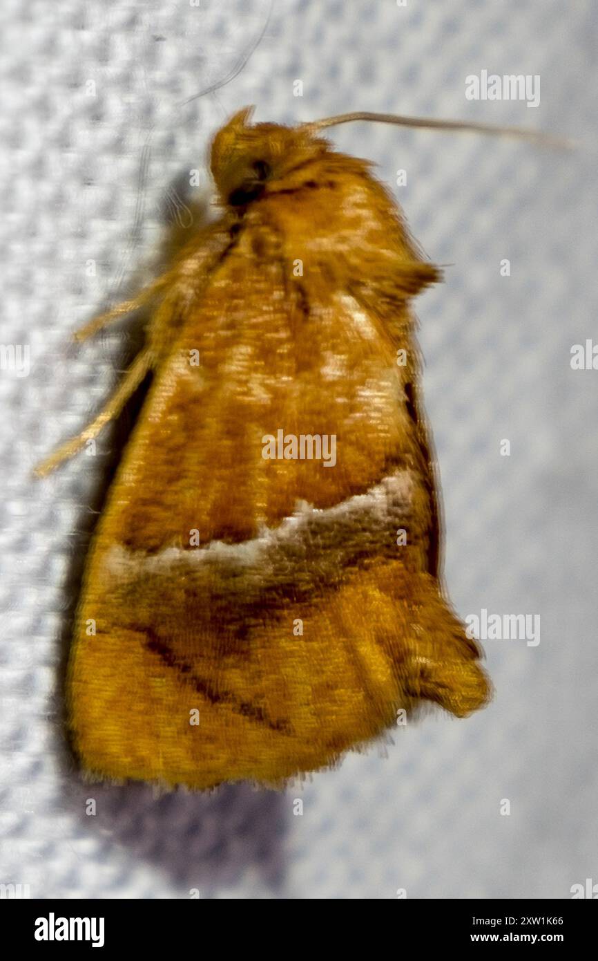 Yellow-shouldered Slug Moth (Lithacodes fasciola) Insecta Stock Photo ...