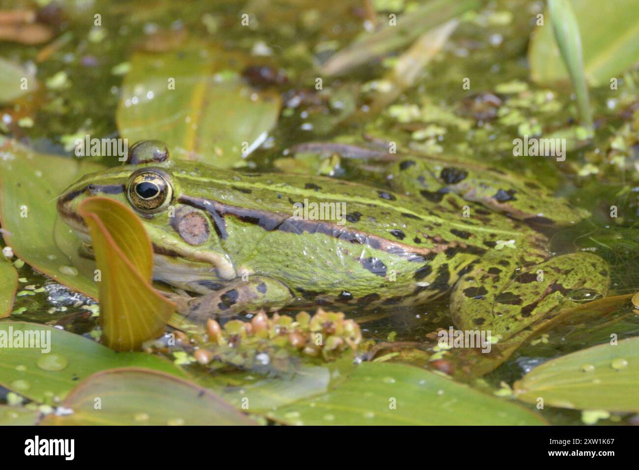 Water Frogs (Pelophylax) Amphibia Stock Photo - Alamy
