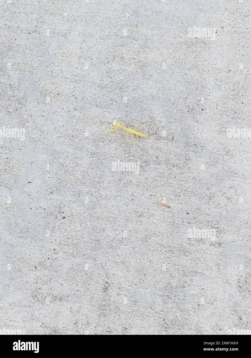 Mediterranean Mantis (Iris oratoria) Insecta Stock Photo - Alamy