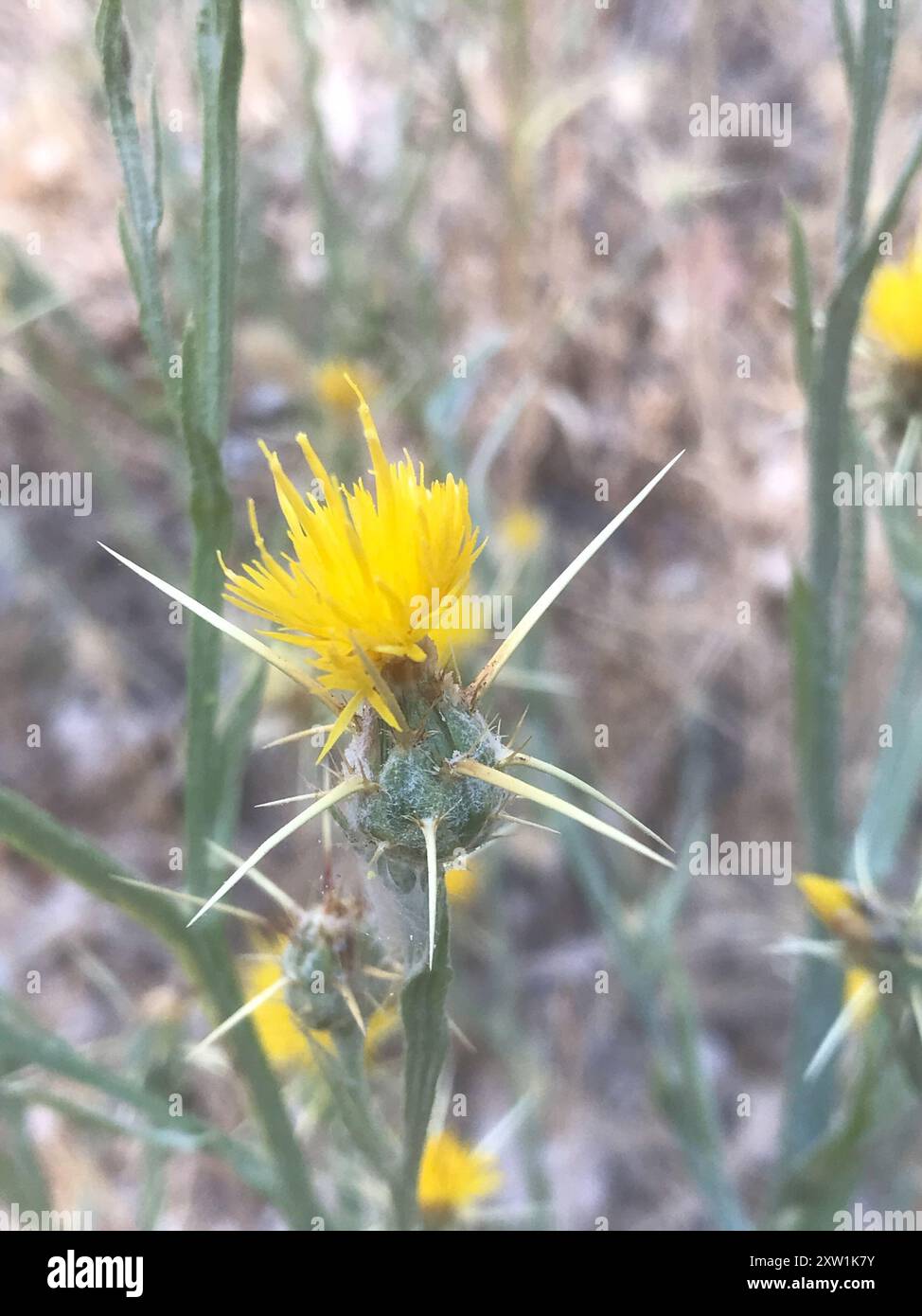 Yellow Star-Thistle (Centaurea solstitialis) Plantae Stock Photo - Alamy