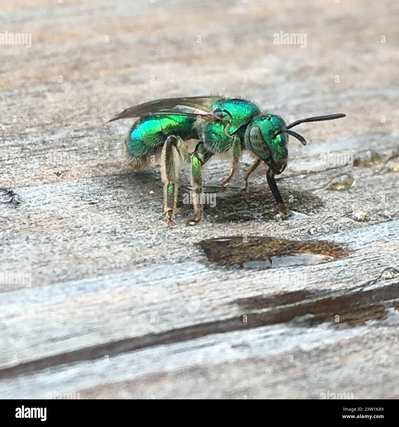 (Augochloropsis viridula) Insecta Stock Photo - Alamy