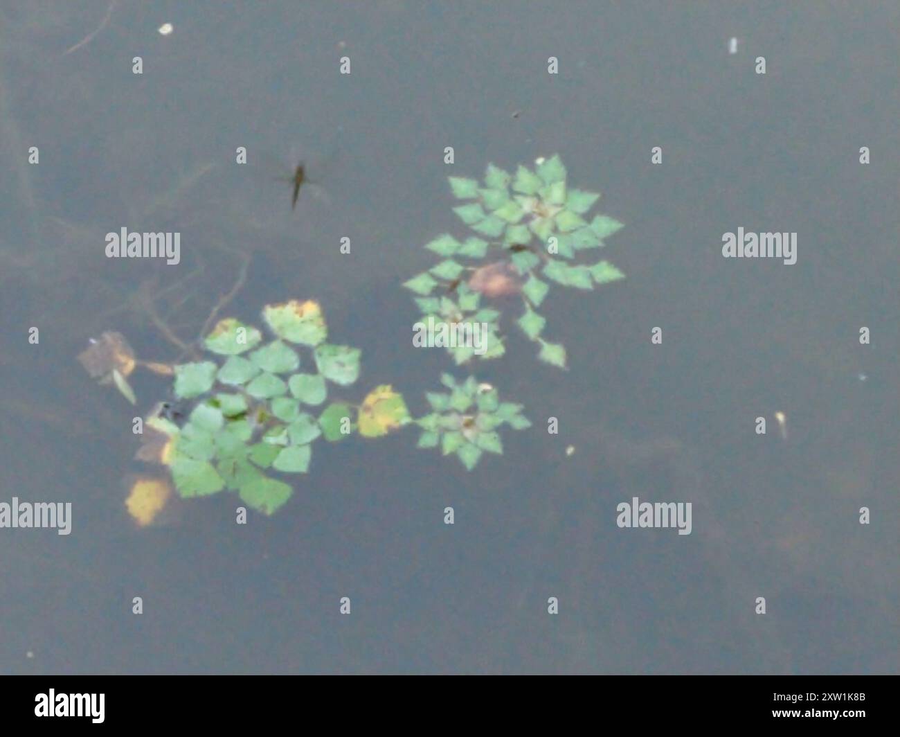 Water caltrop (Trapa natans) Plantae Stock Photo - Alamy